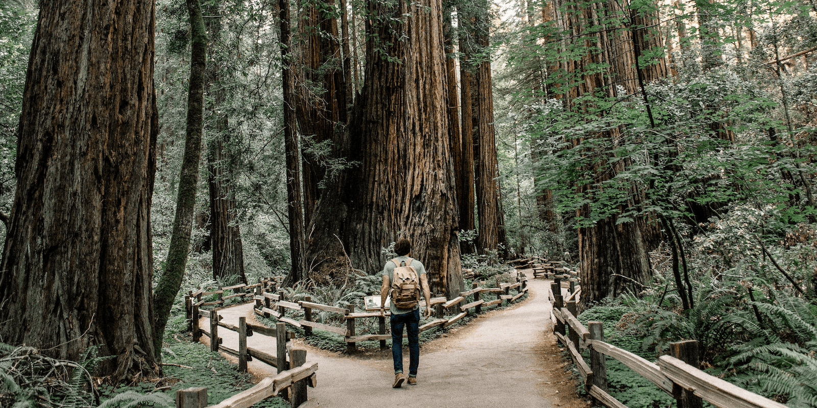 The Ultimate (Updated) Guide to Muir Woods - Local Getaways