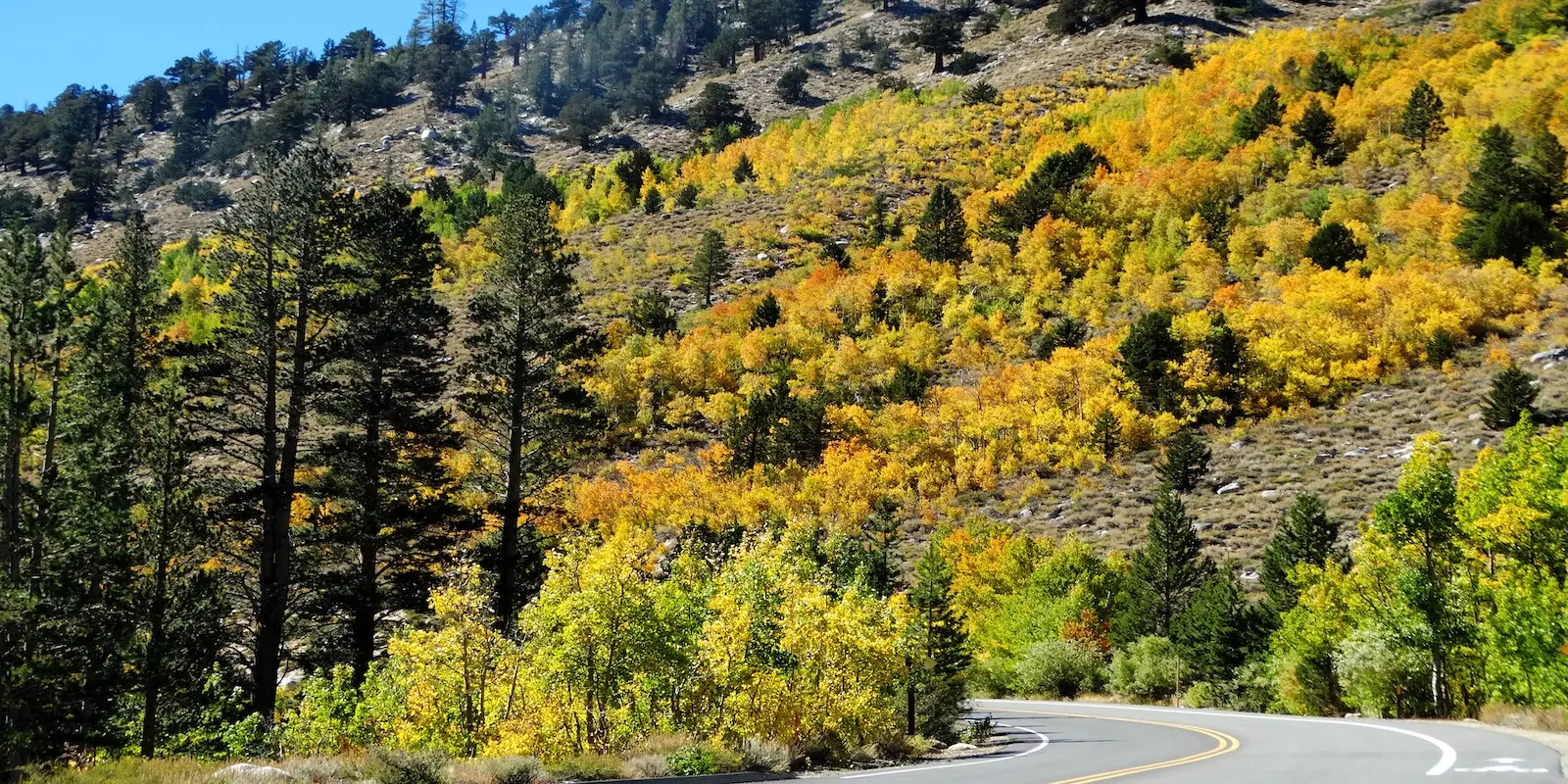 Road Tripping through California’s Fall Foliage - Local Getaways
