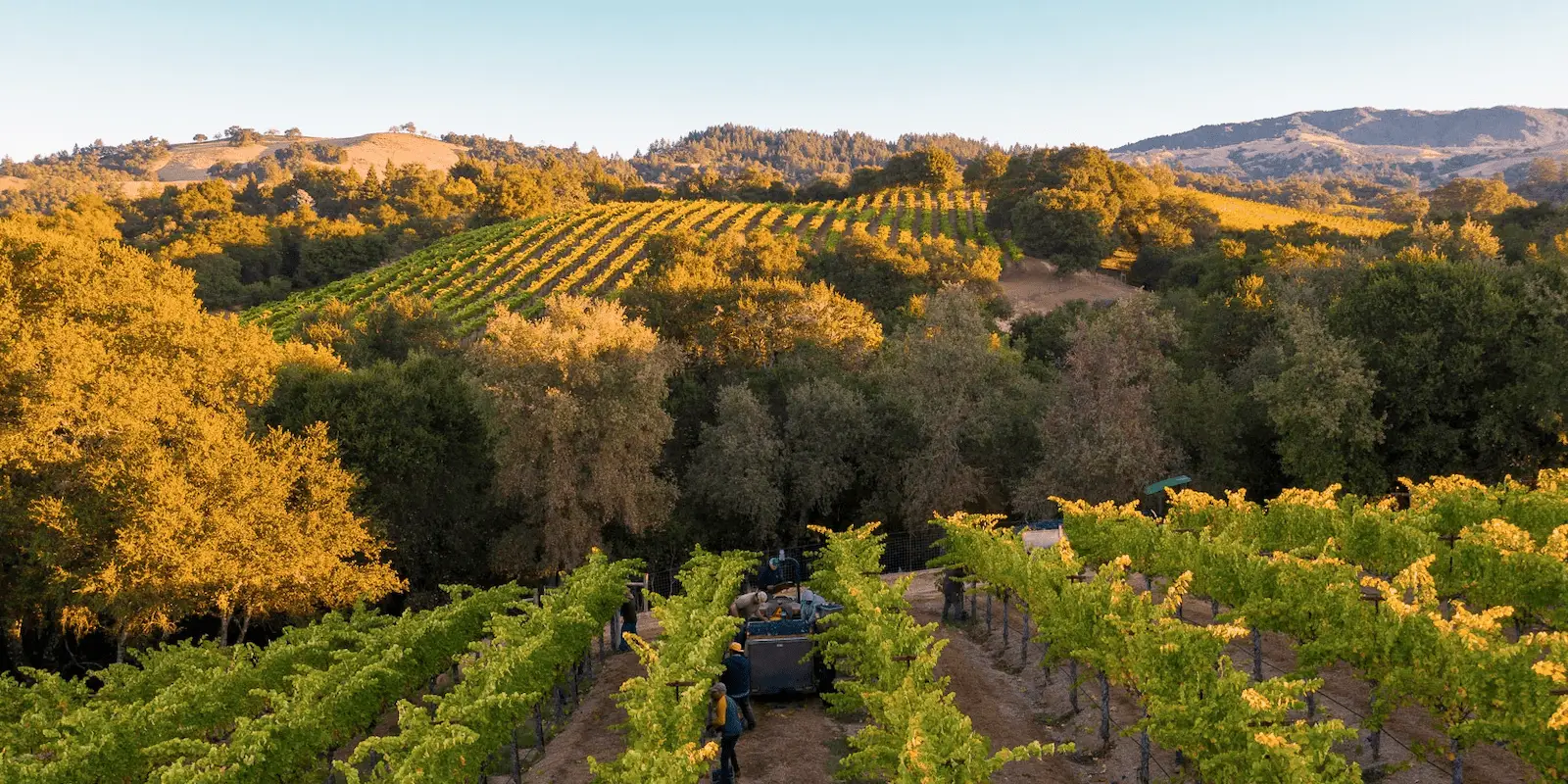 Wine Country Vineyard Hiking Adventures in Sonoma County - Local Getaways