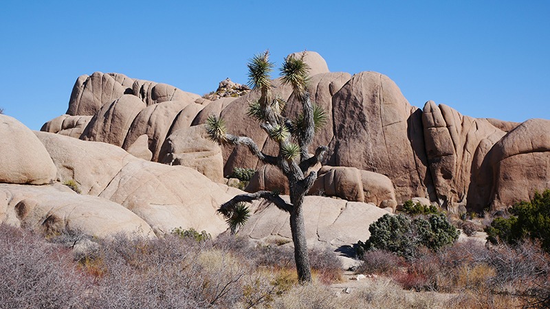 The Ultimate Guide to Palm Springs - Local Getaways