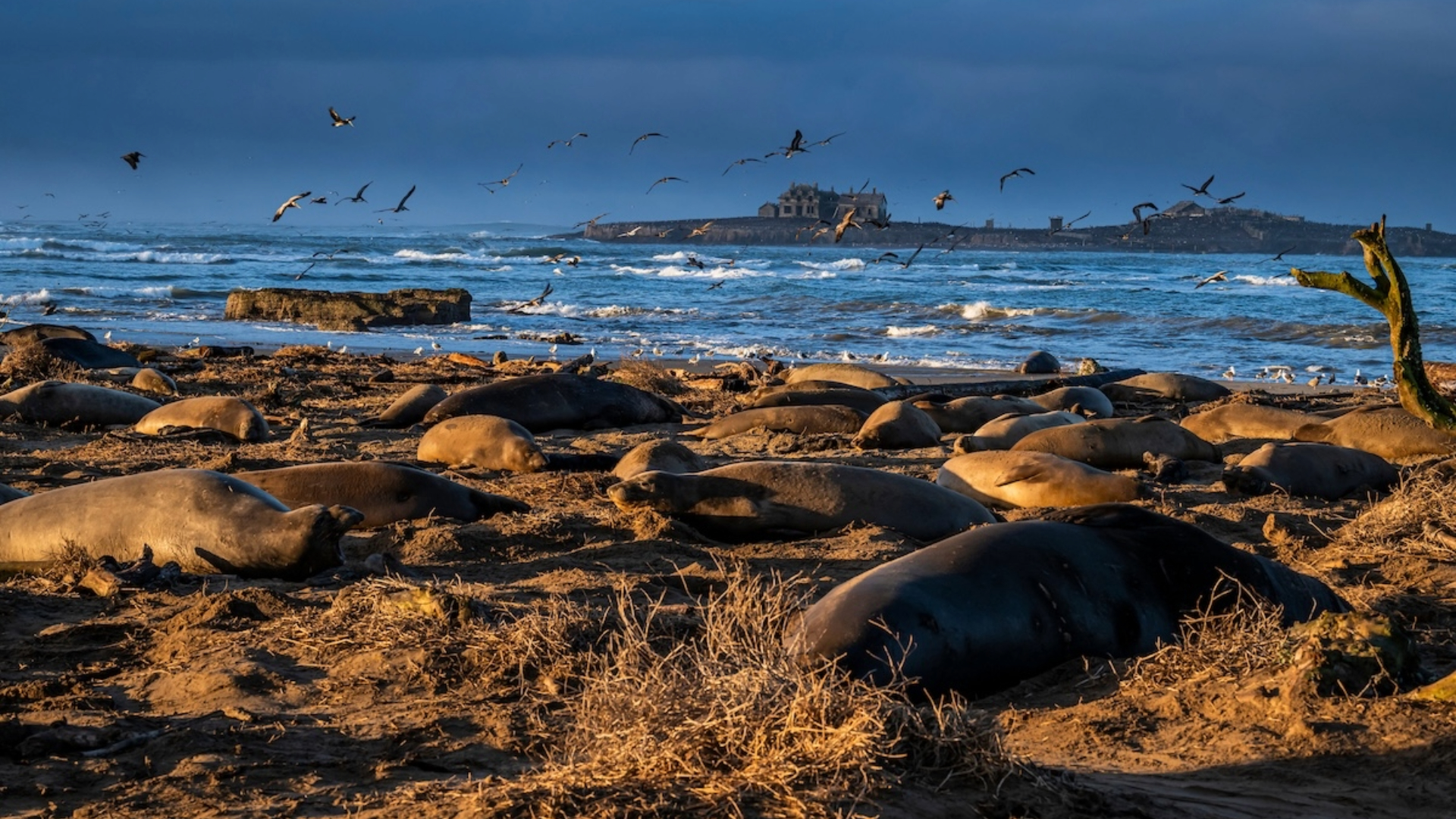 From Half Moon Bay to Santa Cruz: The Beaches of Southern San Mateo ...
