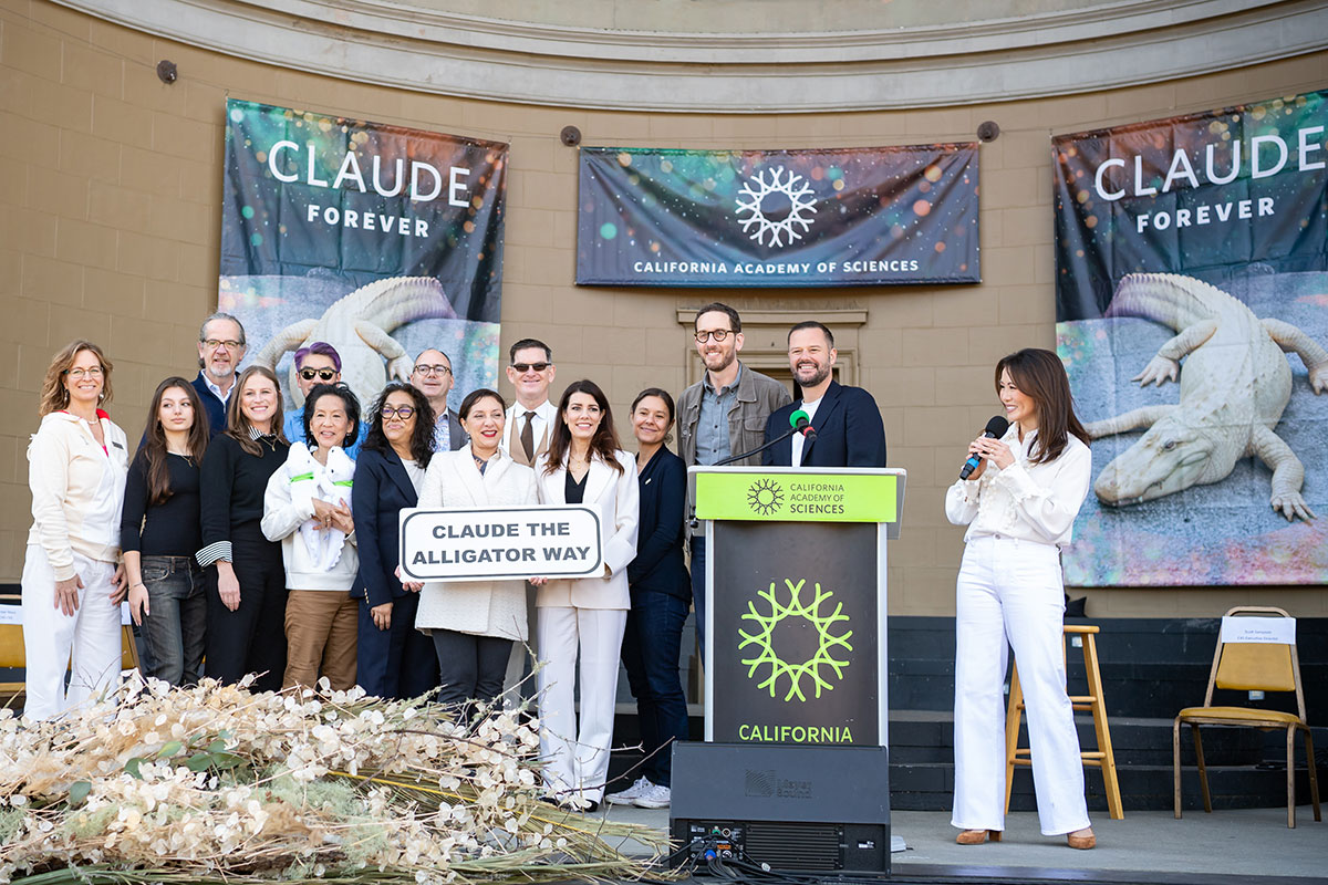 Claude the Alligator: A Fond Farewell to a Royal Reptile - Local Getaways